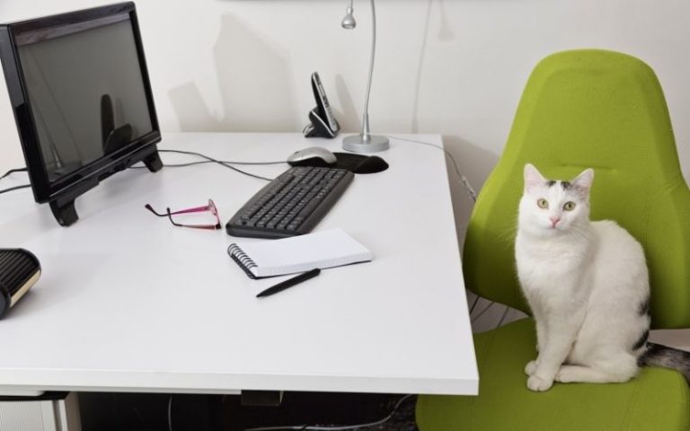 How To Protect My Office Chair From Cats? - ToErgonomics